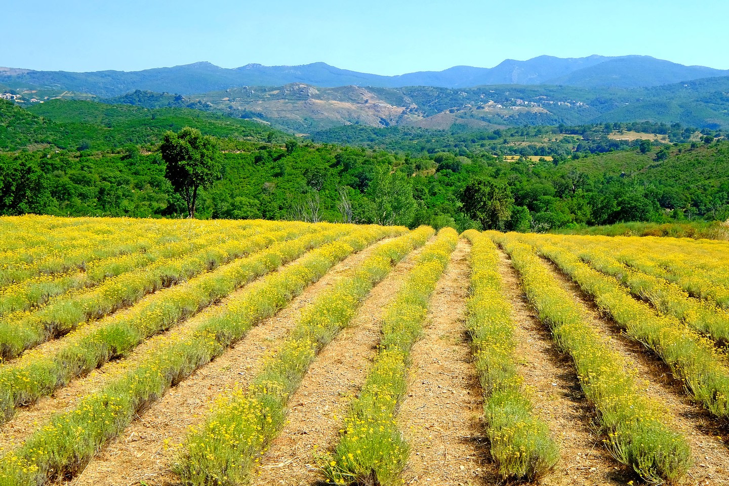 VISITING CORSICA- HOW TO GET THERE