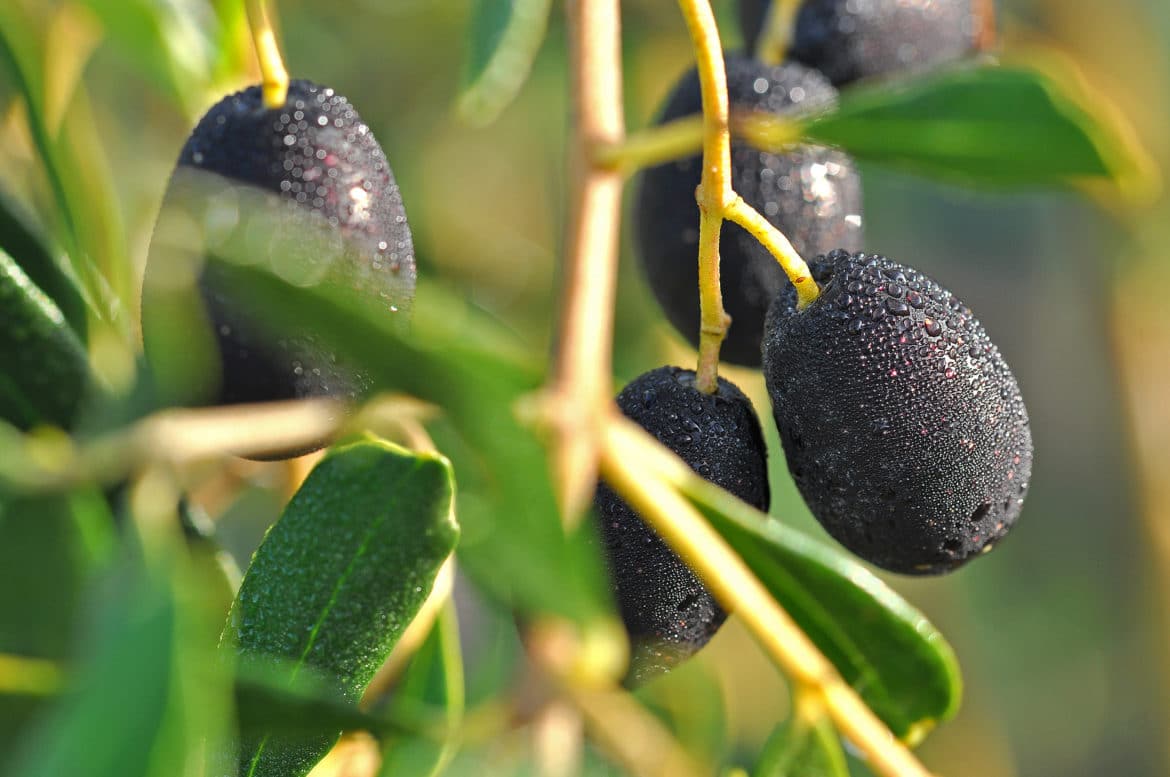 CORSICAN OLIVE OIL