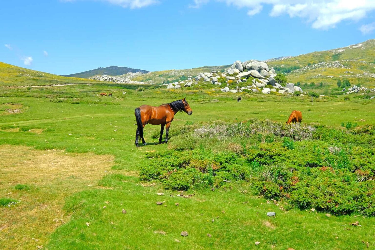 UNDERSTANDING CORSICANS – WHAT ARE THEY REALLY LIKE?